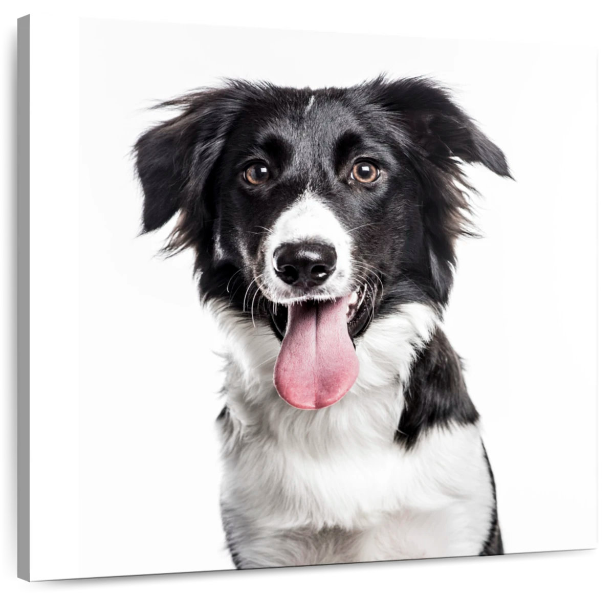 Ebern Designs Crowle Border Collie Tongue Out | Wayfair