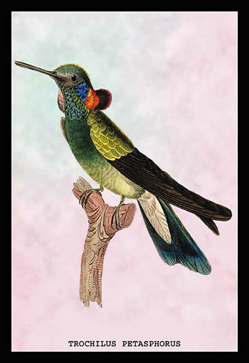 Buyenlarge 'Hummingbird Trochilus Petasphorus' by Sir William Jardine ...