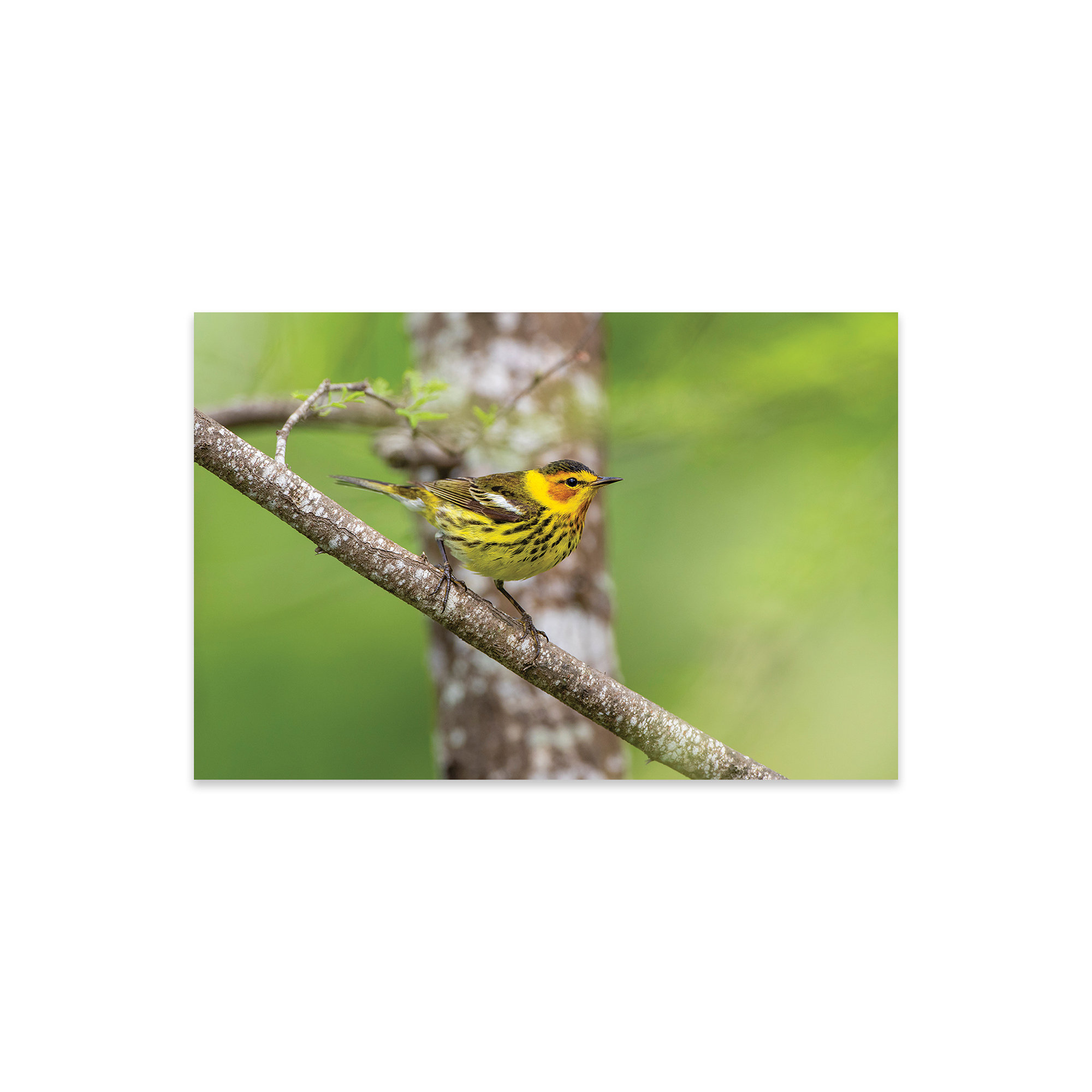 Ebern Designs Cape May warbler (Dendroica tigrina) male foraging. Print ...