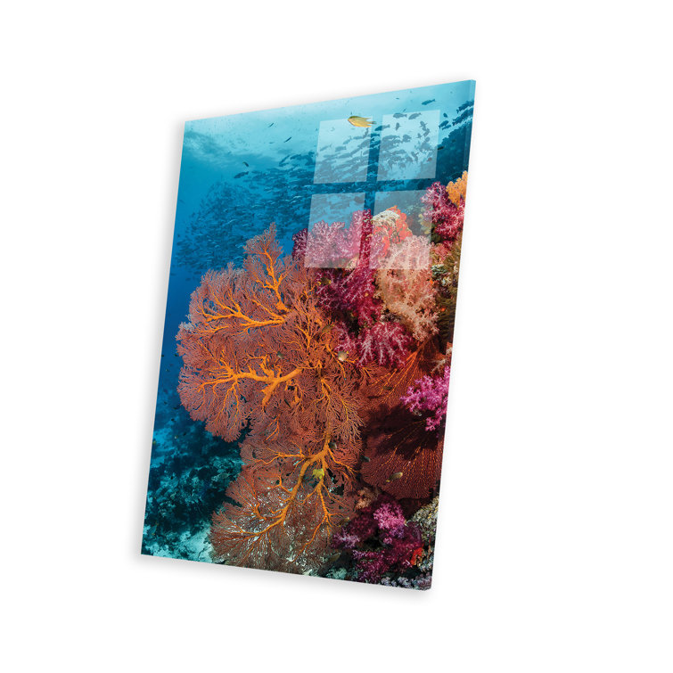 Dovecove Douthett Fiji. Fish And Coral Reef On Plastic / Acrylic by ...