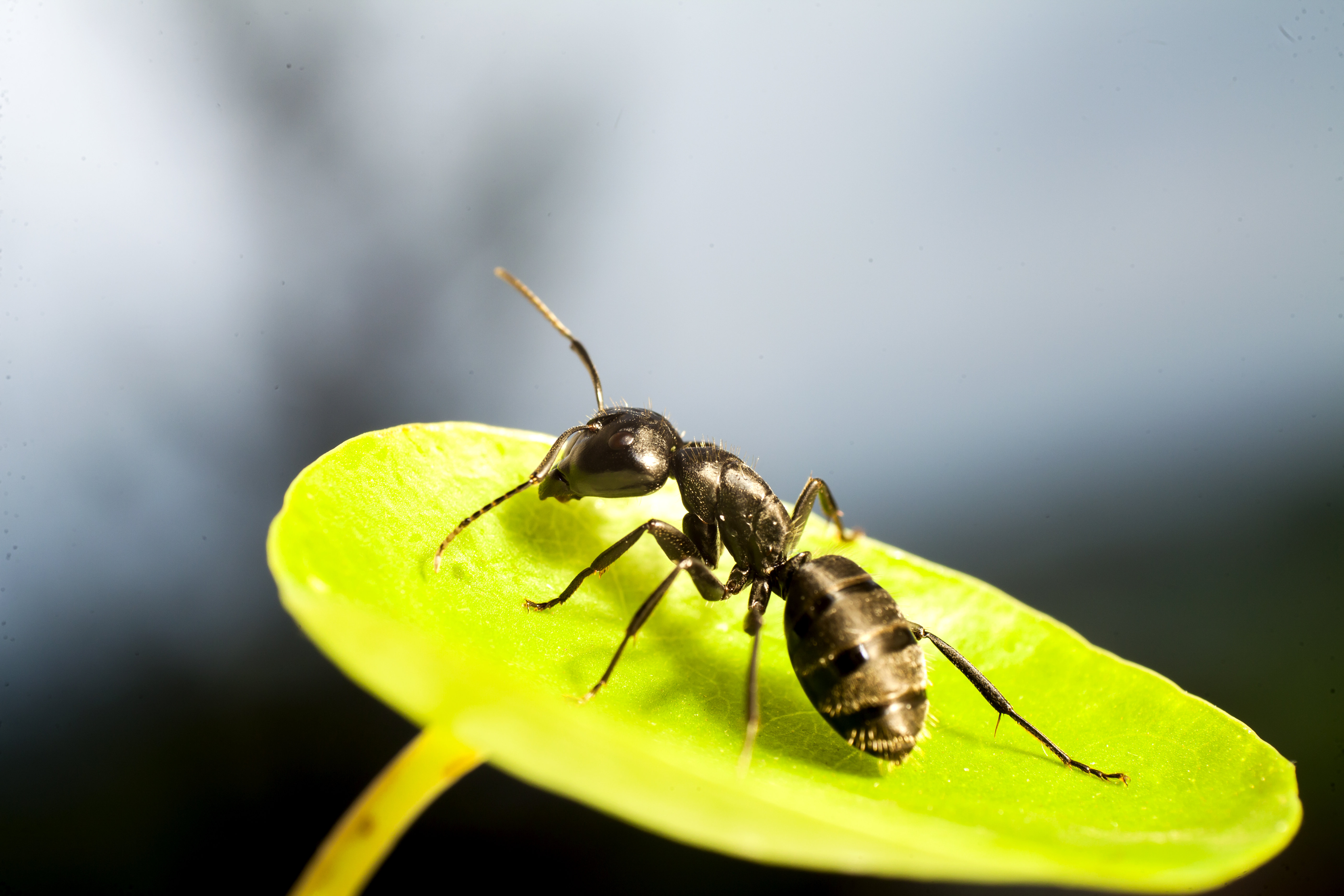 Ebern Designs Ant by Brankobg | Wayfair