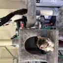 Archie & Oscar™ Timmins 78.3" Multi-Level Cat Tree with Cat Scratching ...