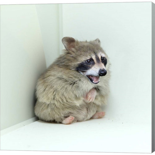 Loon Peak® In A Corner by Pixelmated Animals - Wrapped Canvas Graphic ...