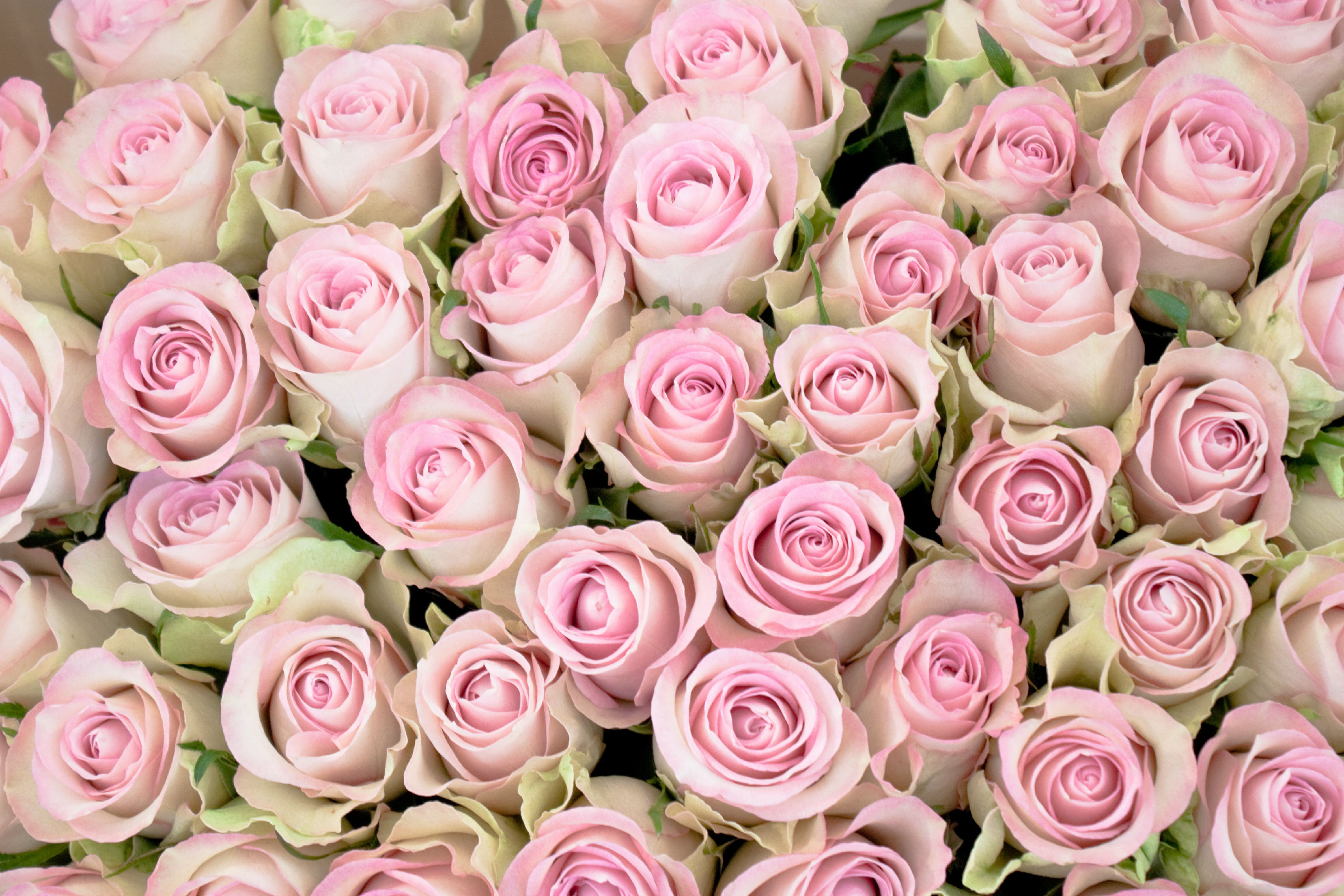 Ebern Designs Delmario Close-Up Of Pink Roses - Wrapped Canvas ...