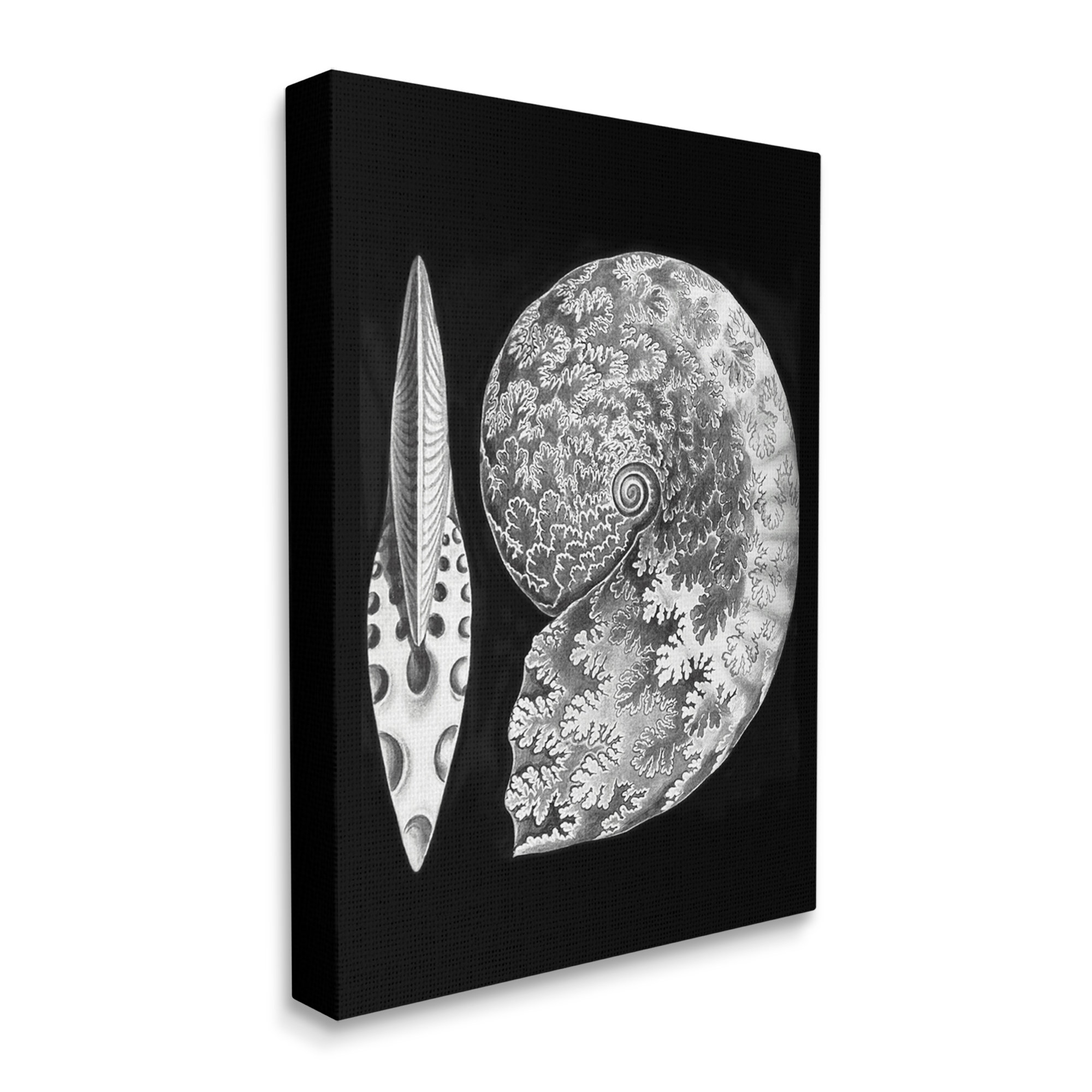 Stupell Industries Detailed Patterned Nautilus Spiral Seashell Modern ...