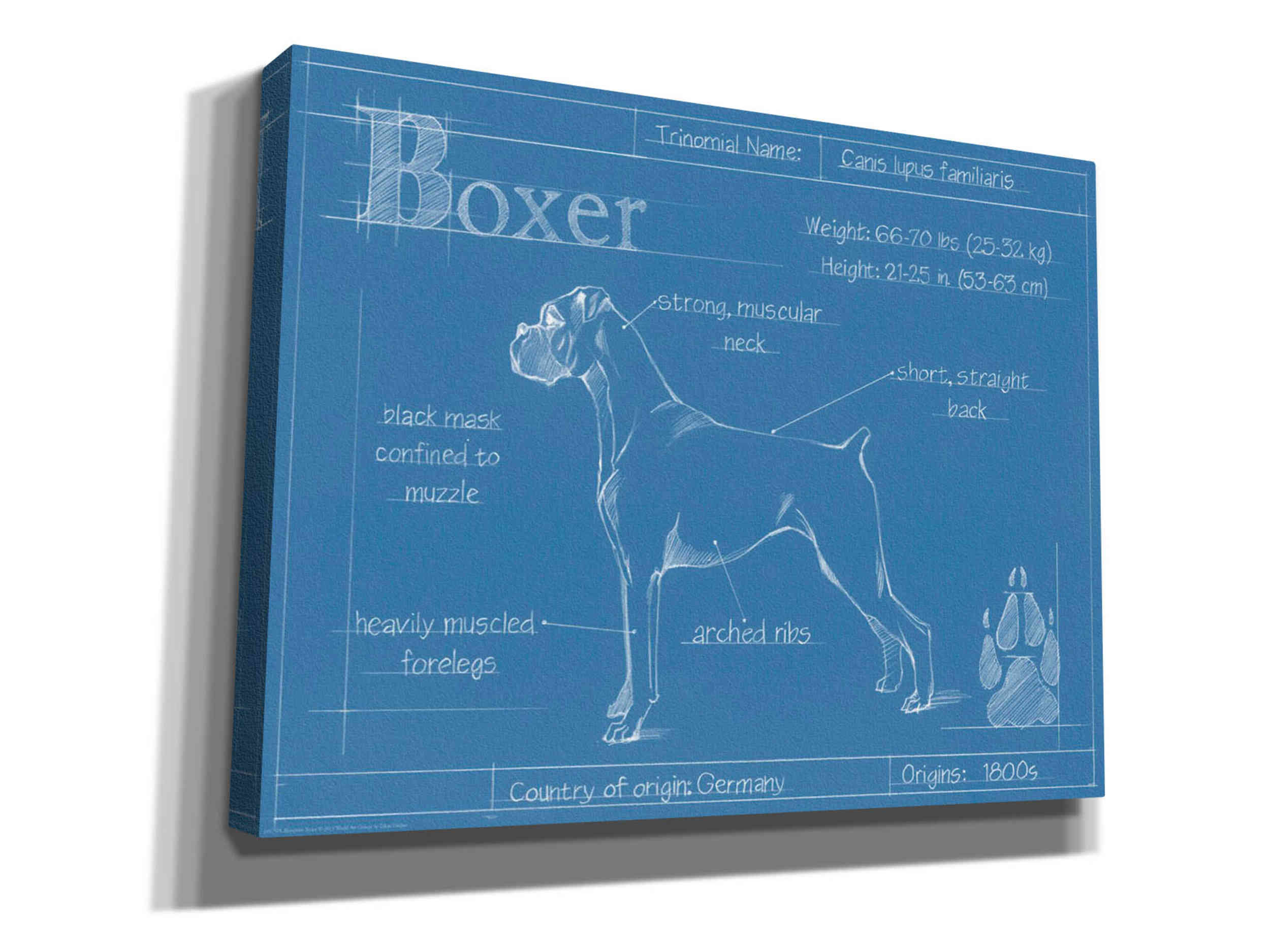 Trinx 'Blueprint Boxer' By Ethan Harper Canvas Wall Art - Wayfair Canada