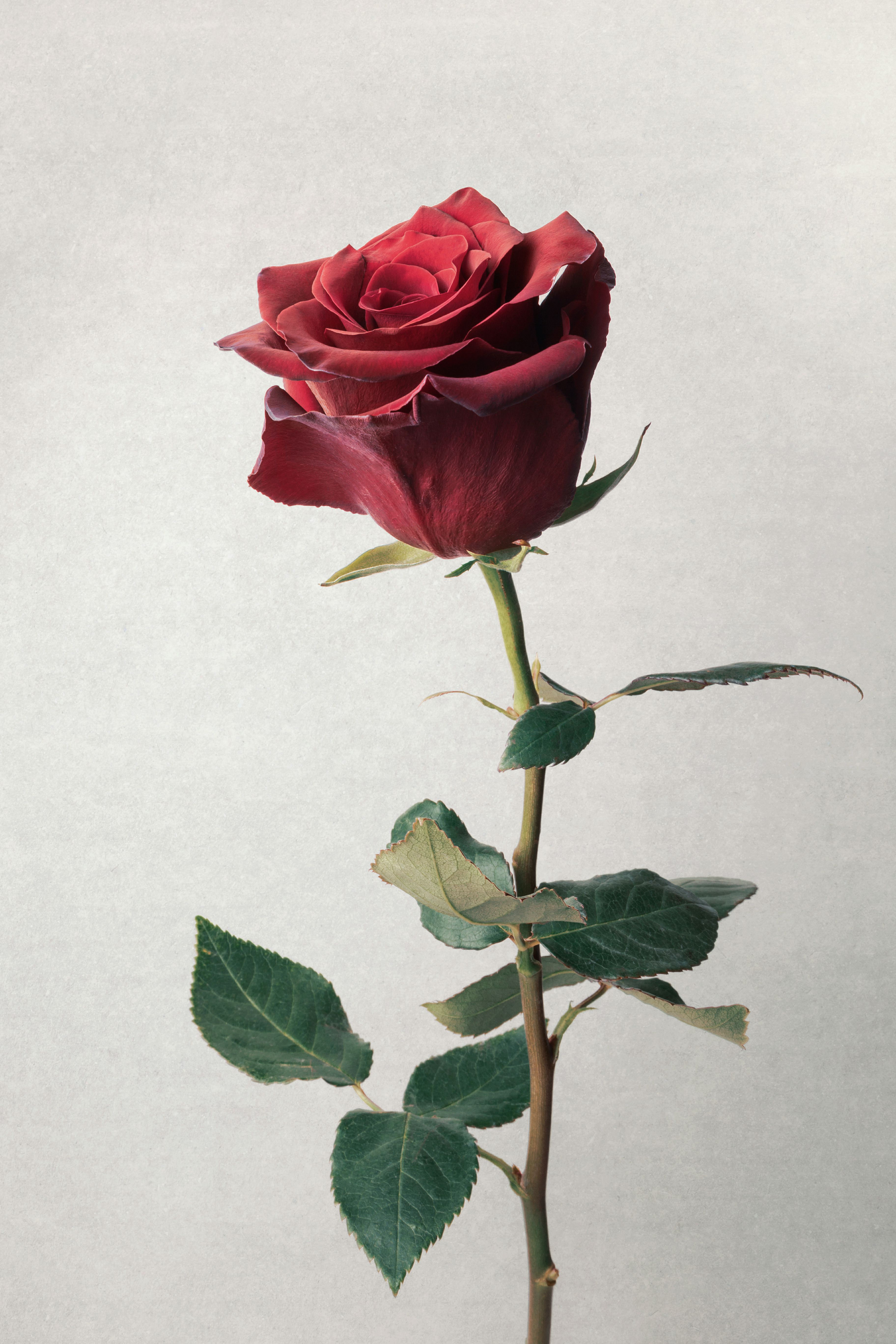 Ebern Designs Red Rose - Wrapped Canvas Photograph - Wayfair Canada