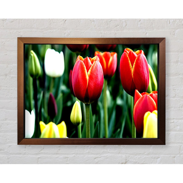 Bright Star Tulips In Bloom - Single Picture Frame Print | Wayfair.co.uk