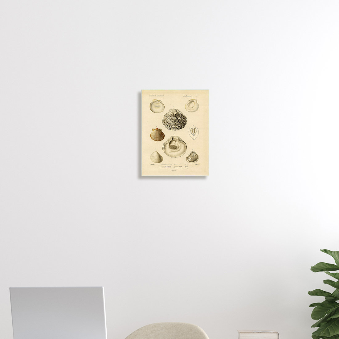 Stupell Industries Vintage Sea Shell Latin Study Marine Chart - Wayfair ...