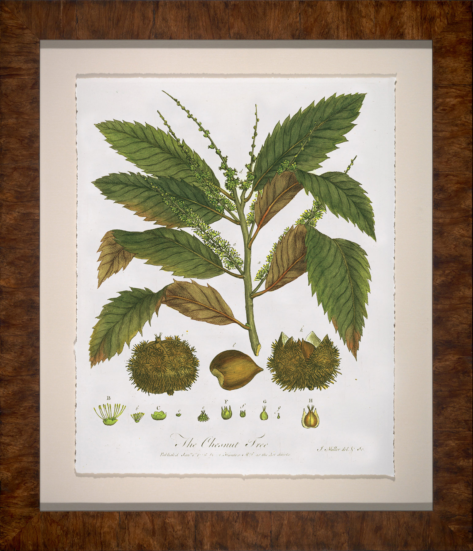 Wendover Art Group The Chestnut Tree - Picture Frame Graphic Art on ...