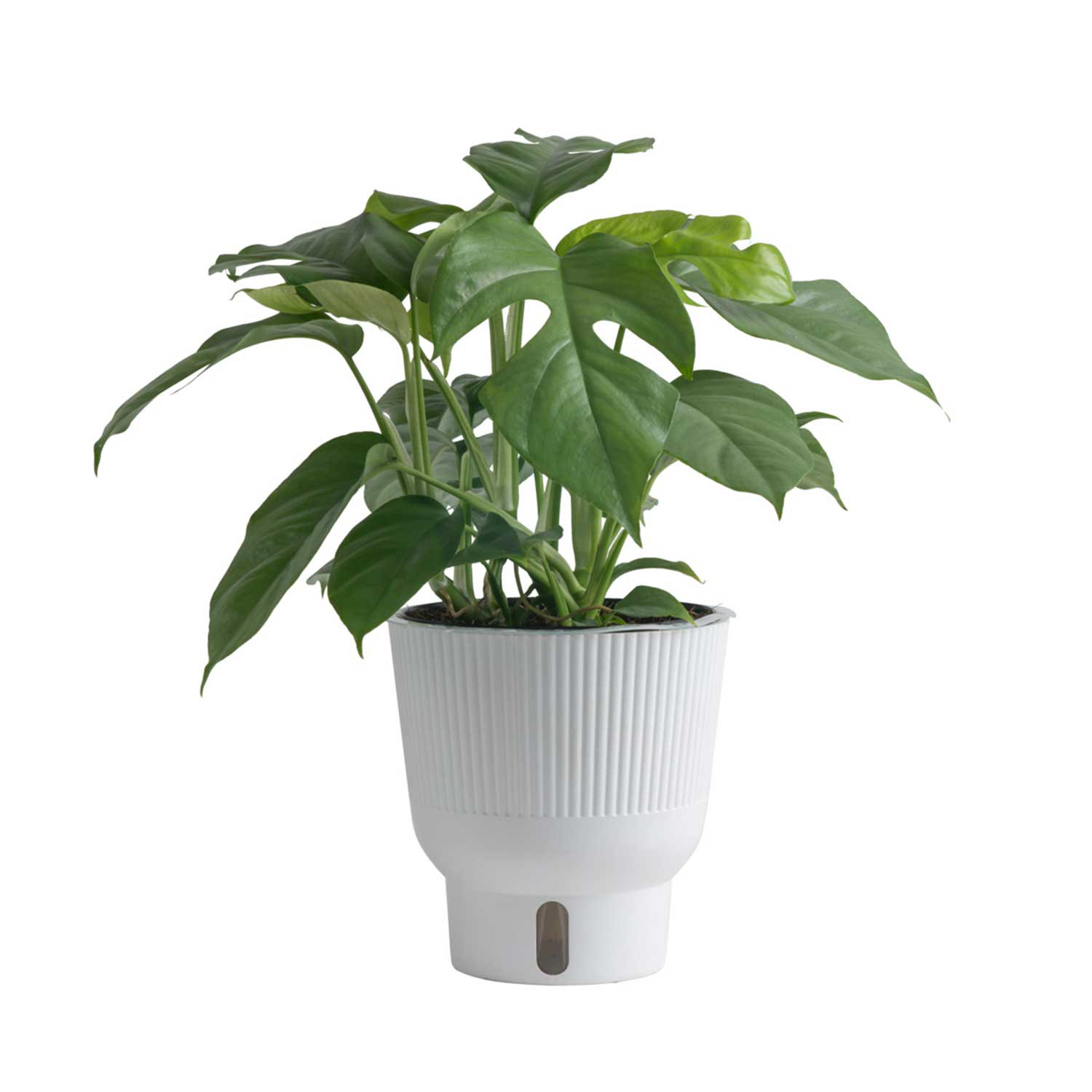 Costa Farms Indoor Trending Tropicals Collection Mini Monstera House ...