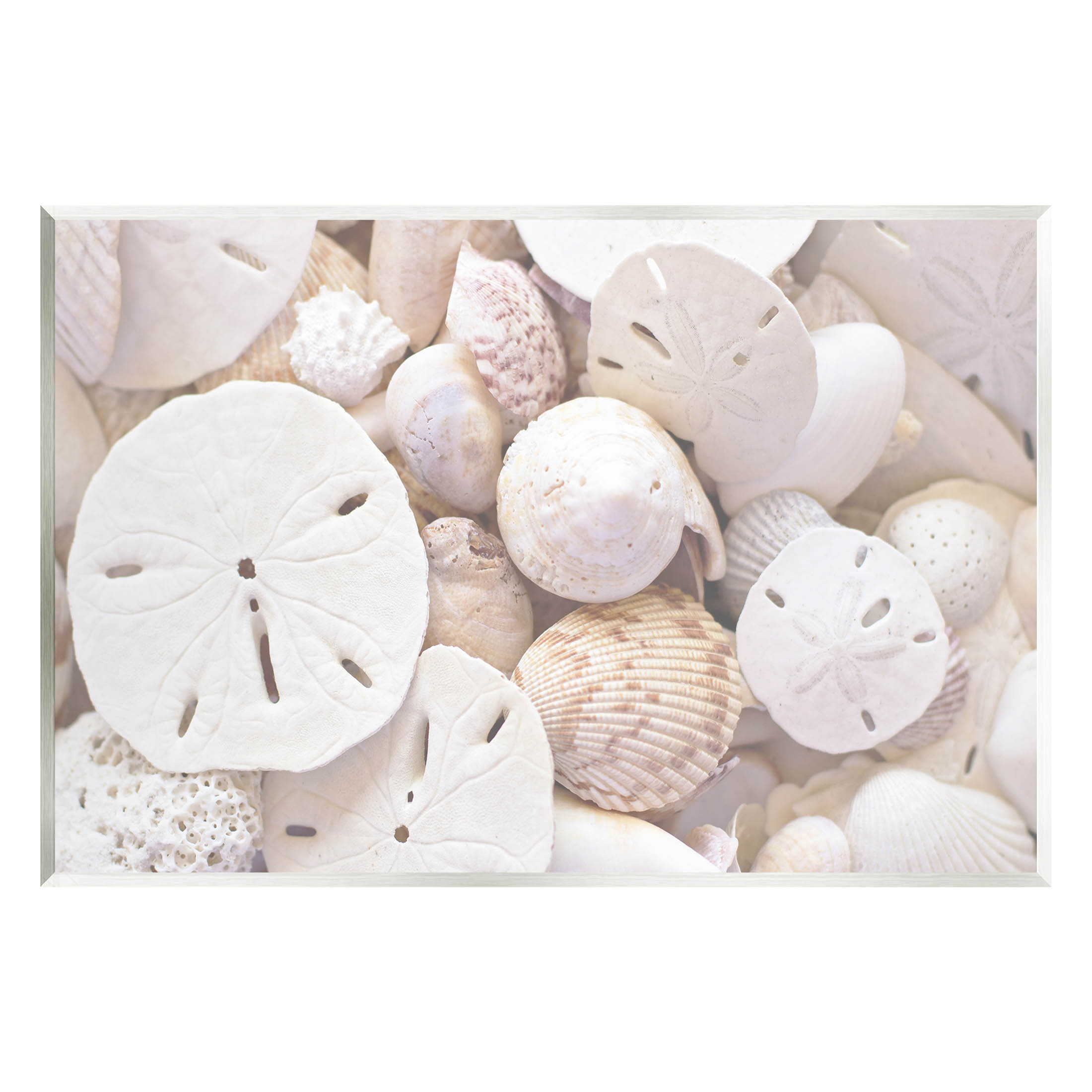 Highland Dunes White Mixed Sand Dollar Shells by Lil' Rue - Unframed ...