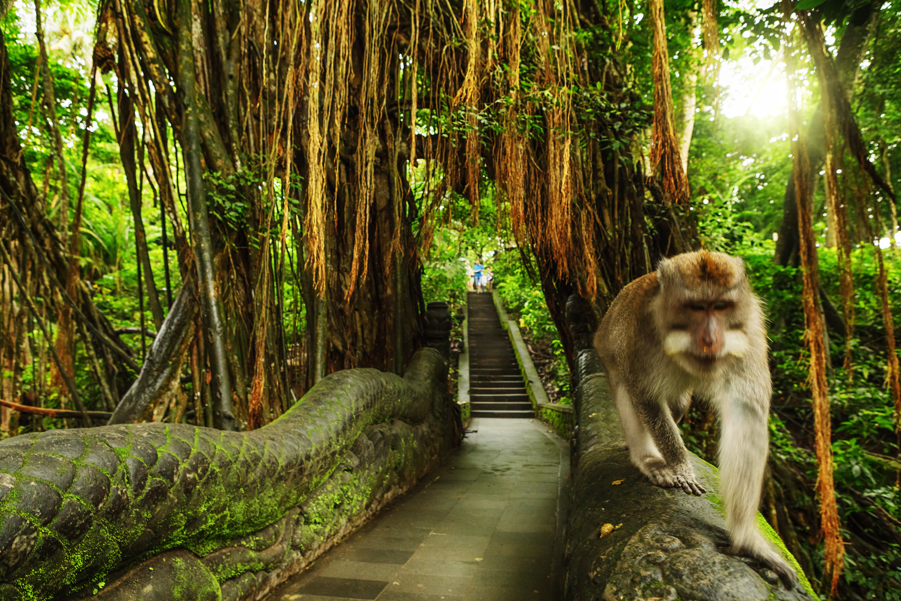 Ebern Designs Dragon Bridge in Monkey Forest by Tunart | Wayfair