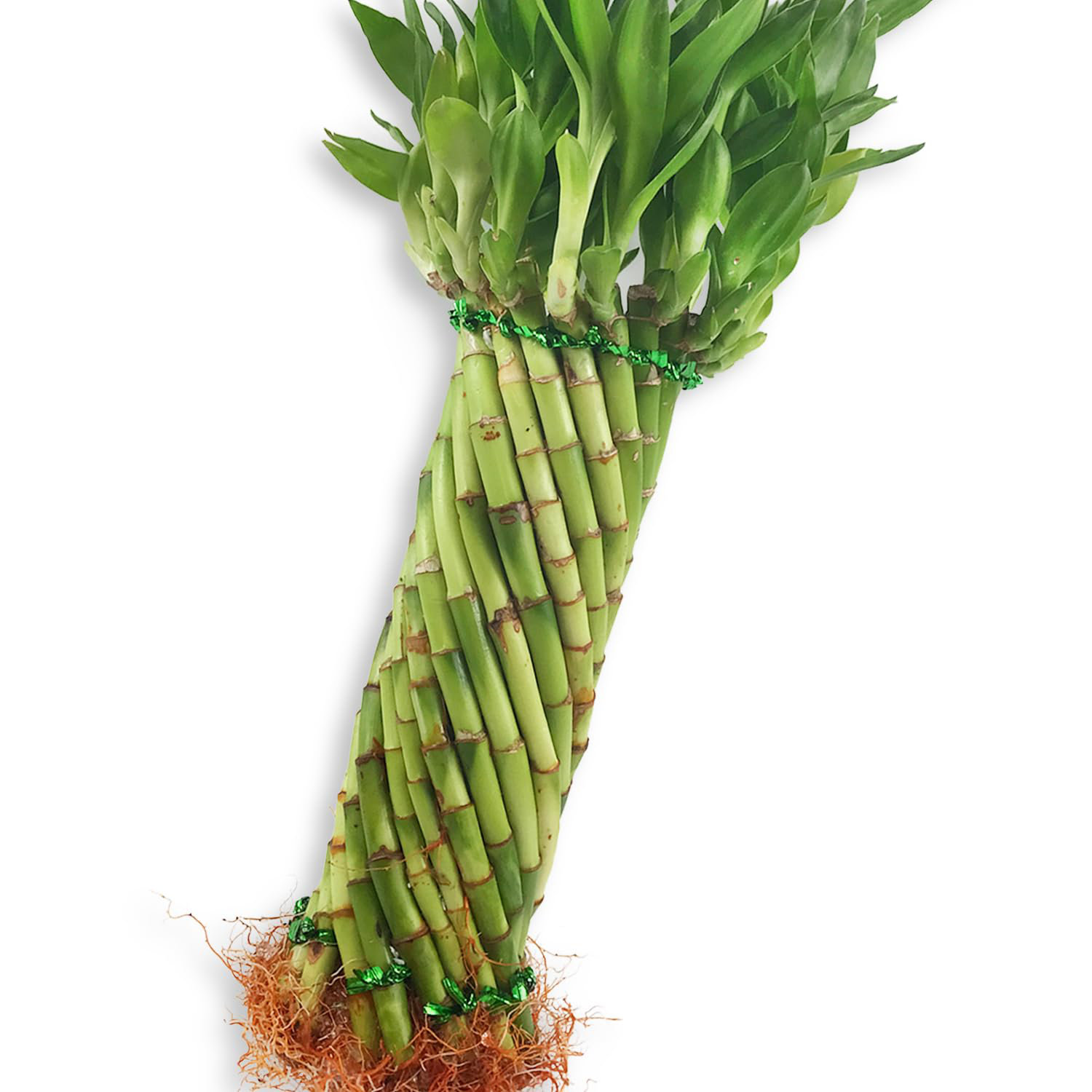 Wekiva Foliage LLC Tornado Bamboo Topiary - Live Plant - Ships Bare ...