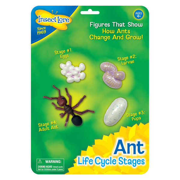 Insect Lore Ant Life Cycle Stages | Wayfair