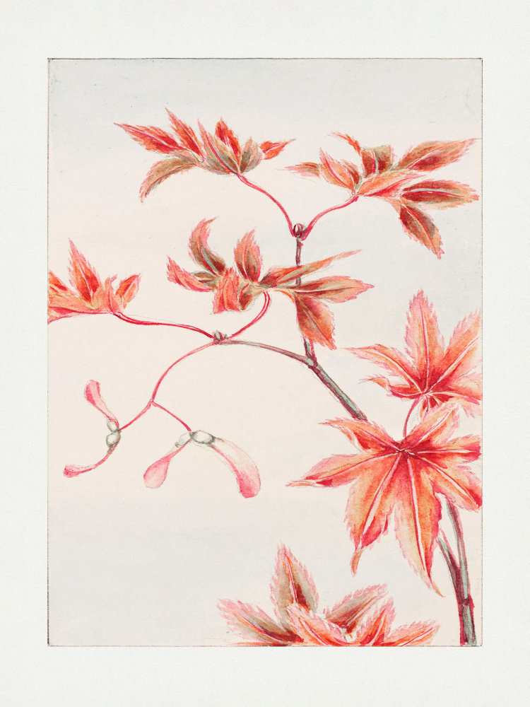 Lark Manor Branch of Momiji Maple Tree With Leaves and Seeds During ...