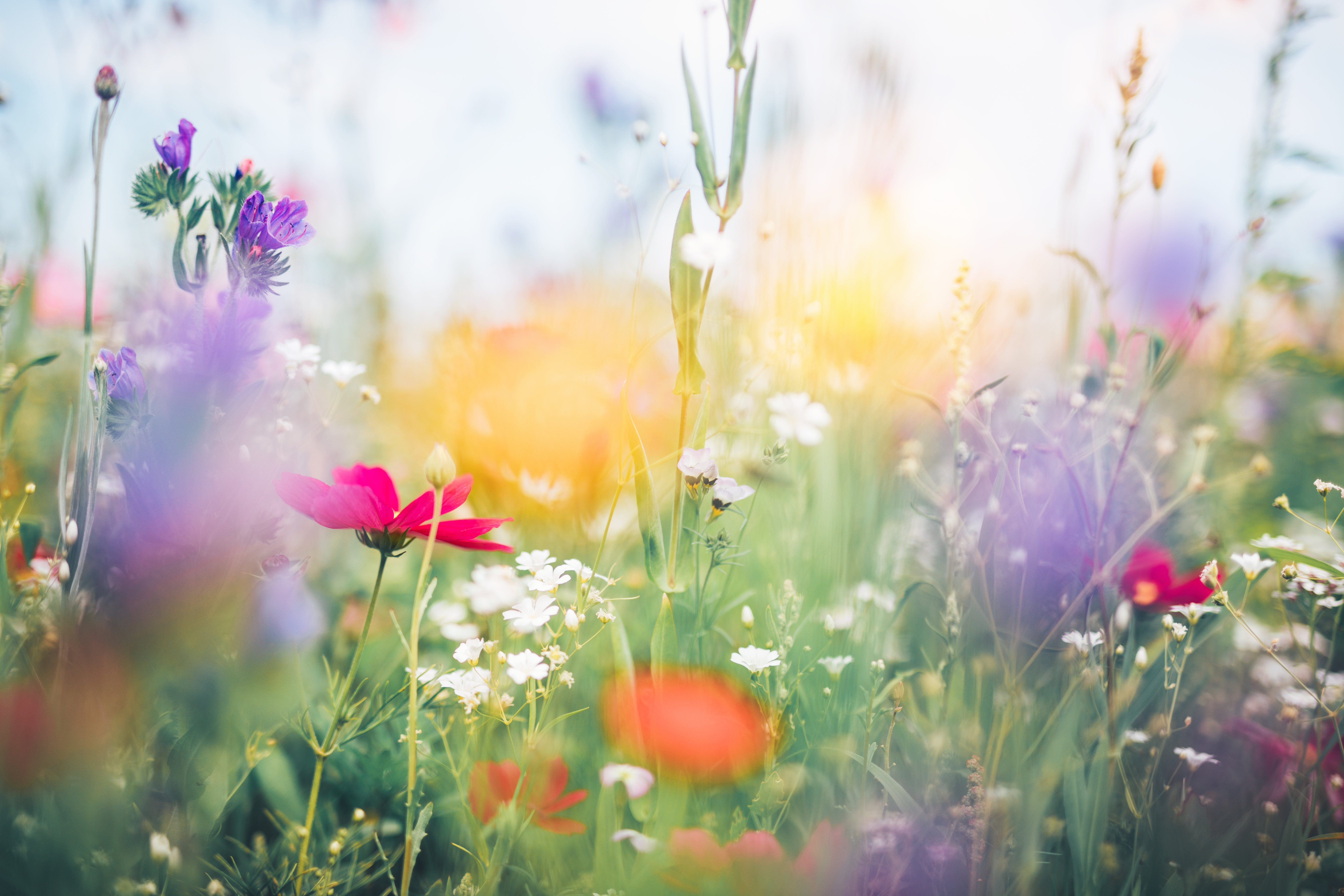 17 Stories Colourful Meadow by Borchee - Print | Wayfair.co.uk
