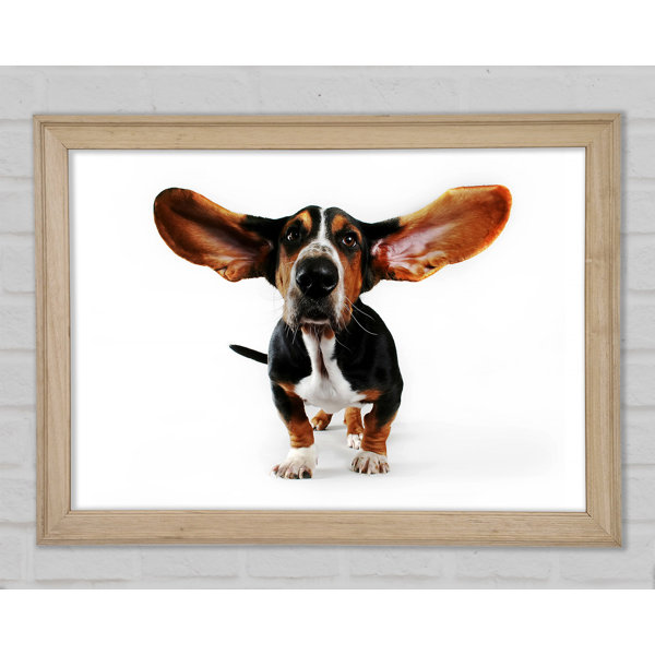 Brayden Studio Basset Hound Ears - Single Picture Frame Art Prints ...