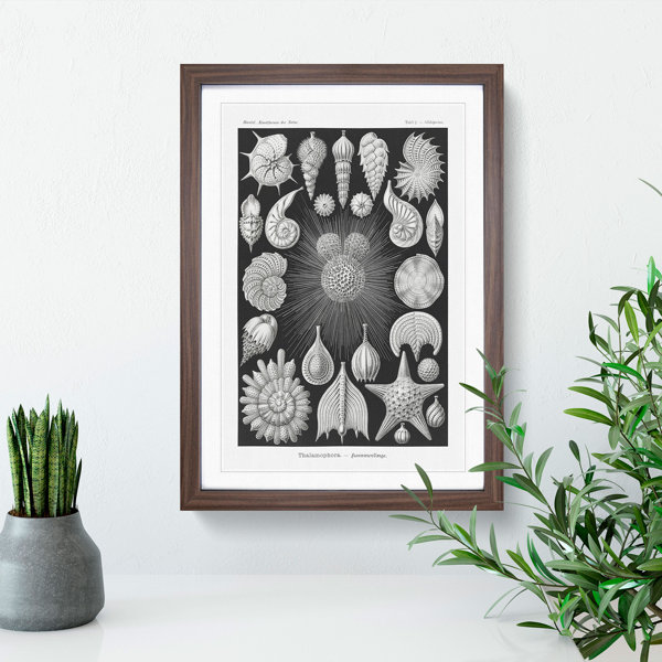 East Urban Home Seashells Thalamophora Vol.2 by Ernst Haeckel - Picture ...