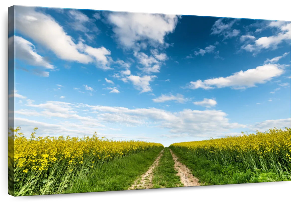 Elephant Stock Flower Field Path | Wayfair