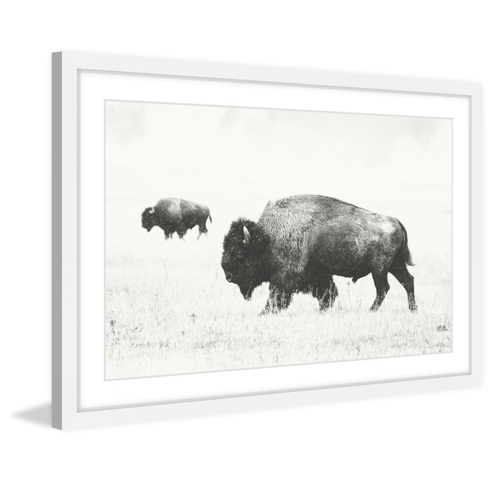 Union Rustic Buffalo Pair Framed On Paper Photograph & Reviews | Wayfair