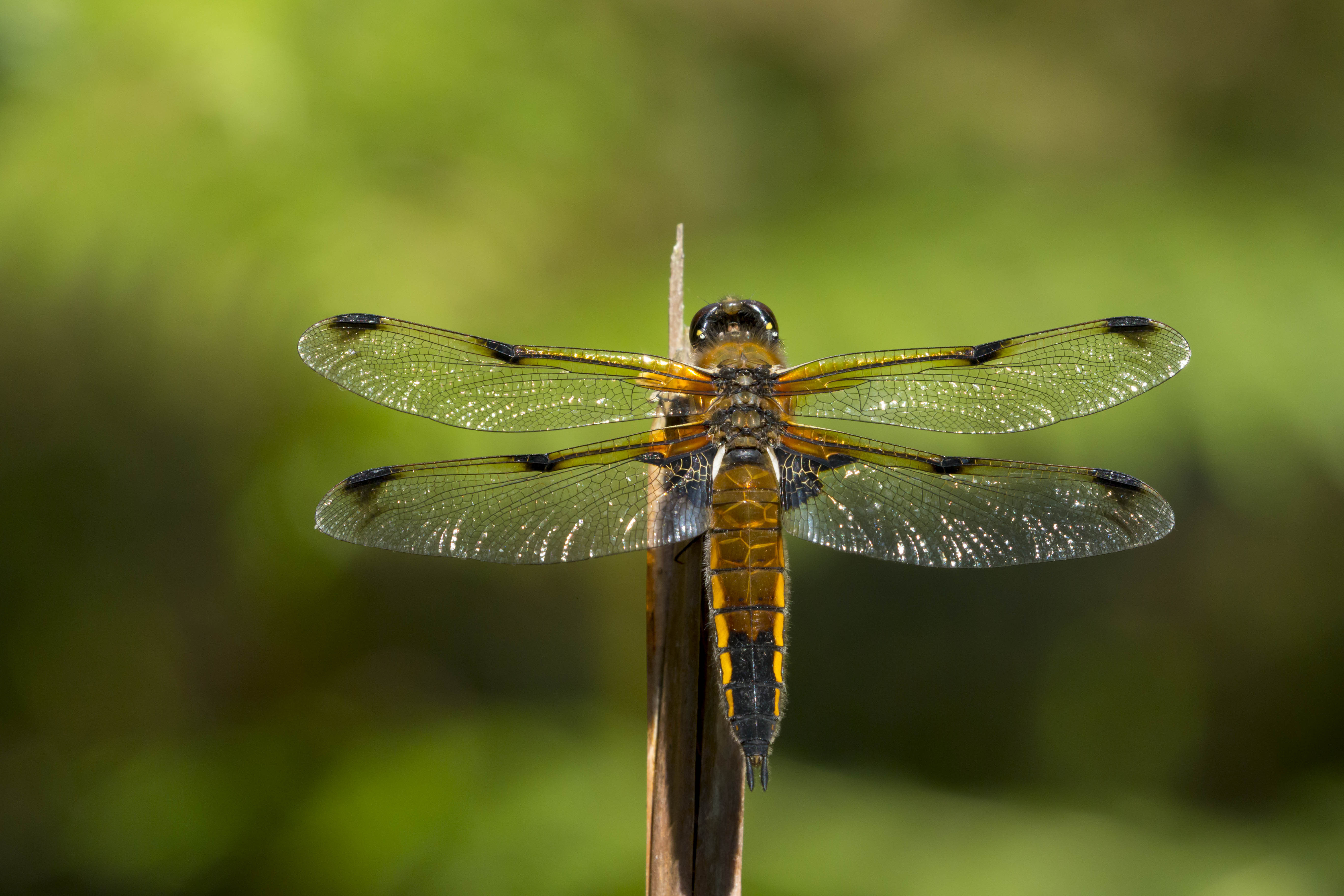 Hokku Designs Flarity Dragonfly On Canvas Print | Wayfair