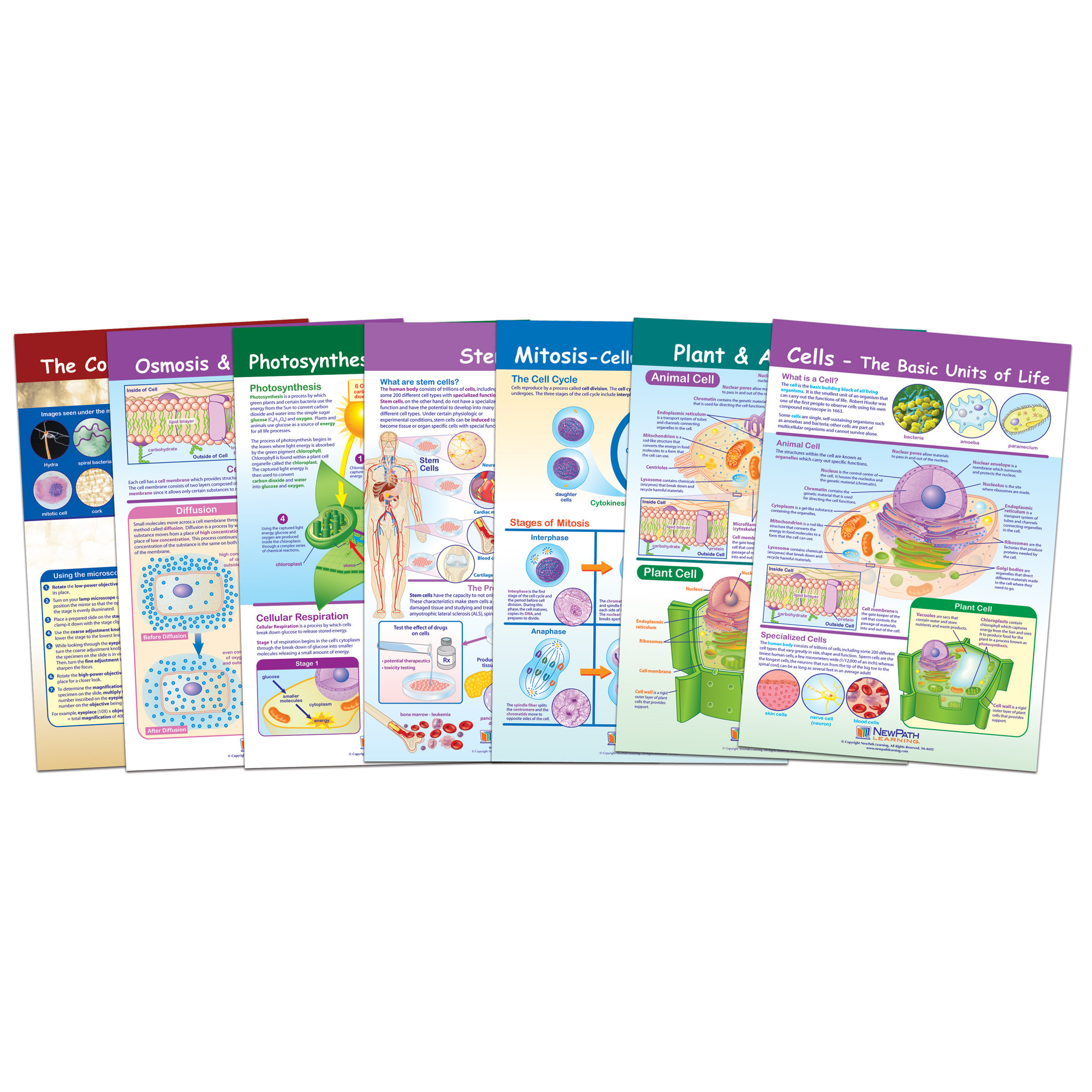 New Path Learning Cell Bulletin Board Chart Set | Wayfair