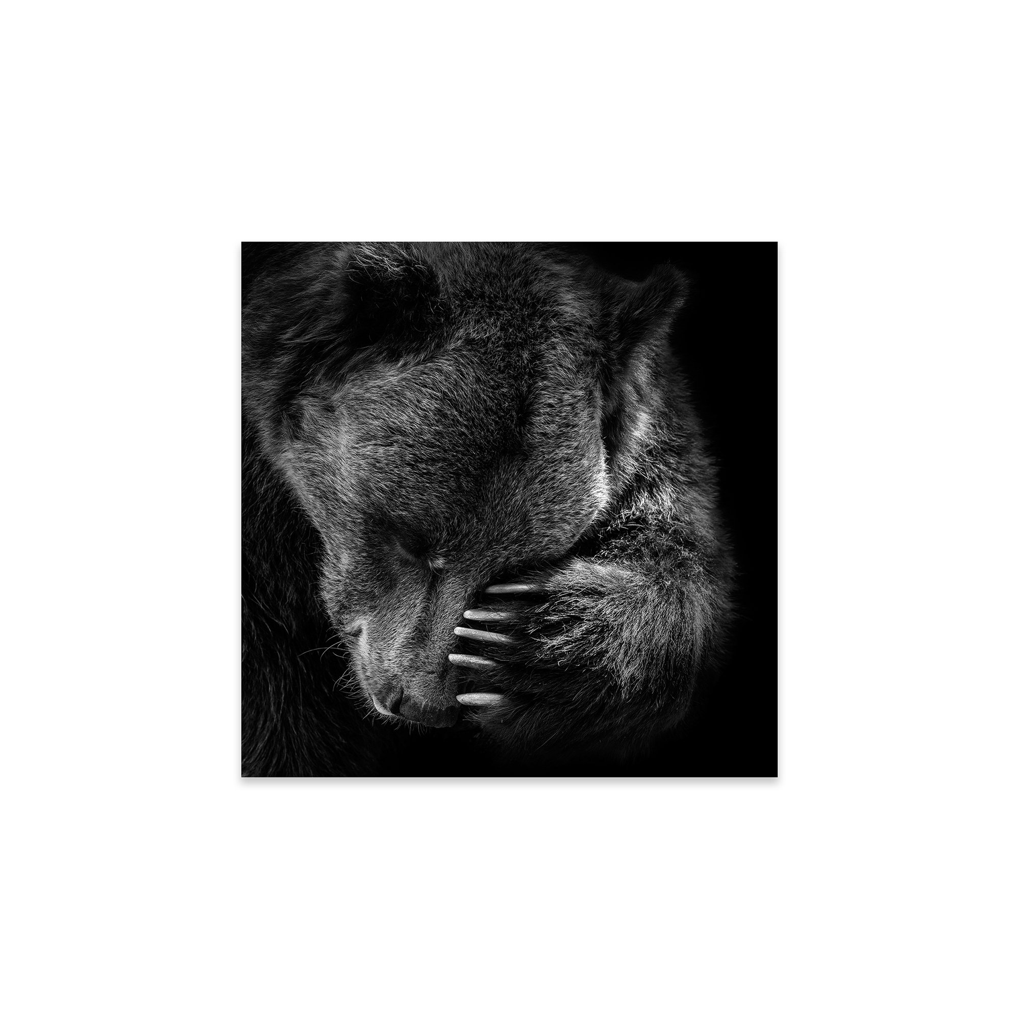 Millwood Pines Bear In Black And White I On Plastic / Acrylic by Lukas ...