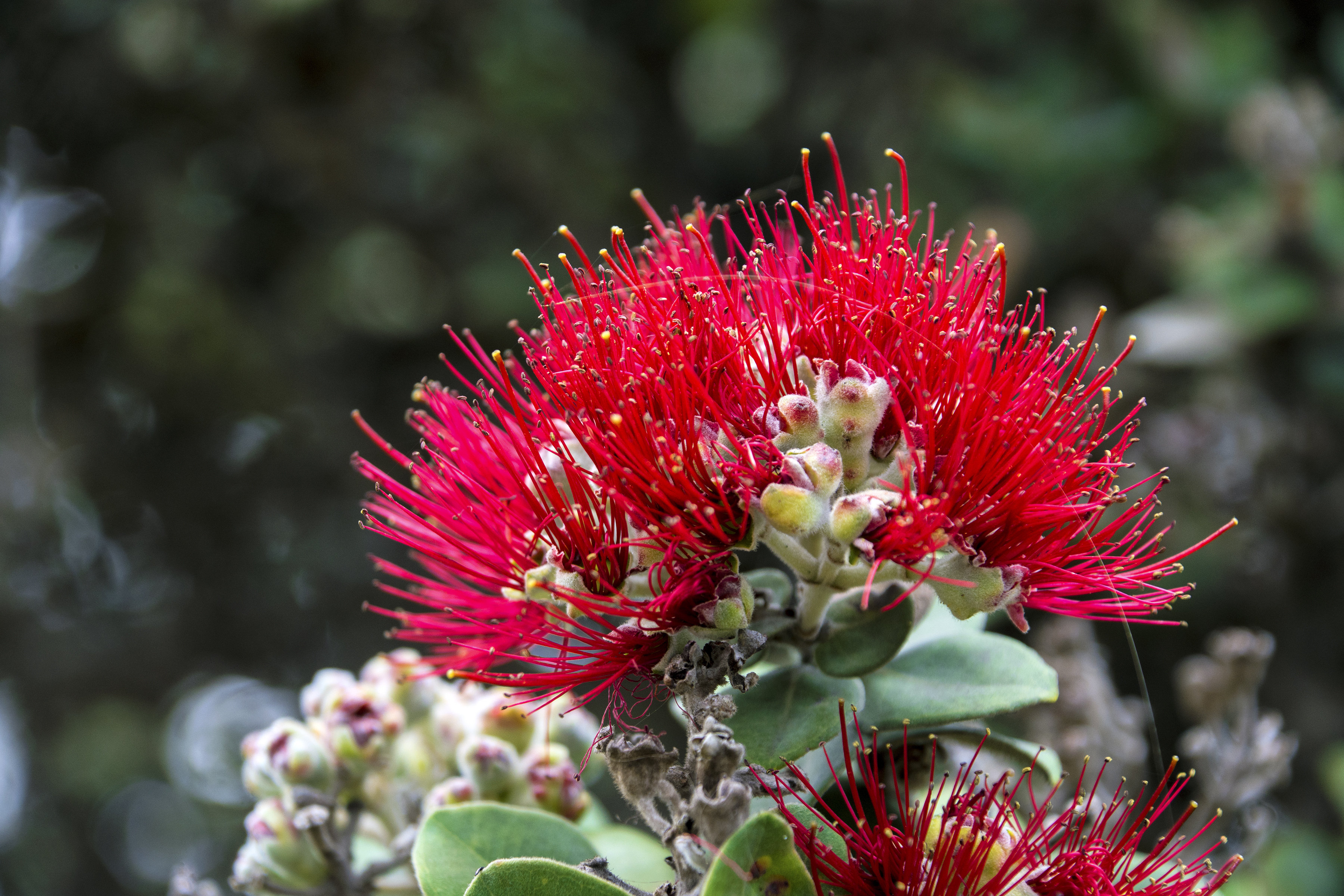 Ebern Designs Ohia Lehua Tree Flower by Campphoto | Wayfair
