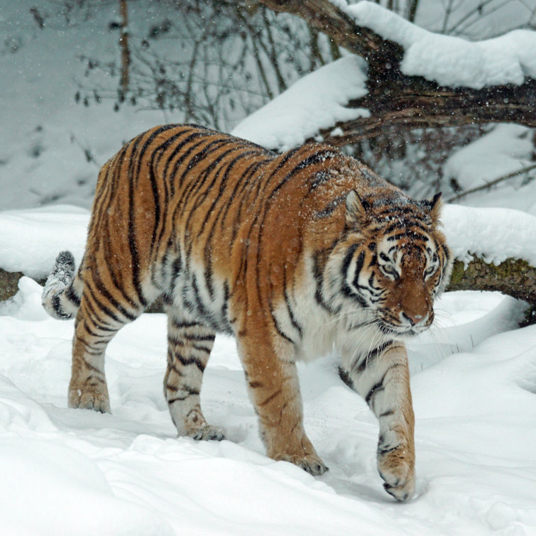 Mirrorstone Siberian Tiger Horizontal Flat Panel Radiator | Wayfair.co.uk