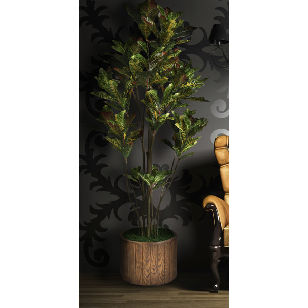Laura Ashley Tall Croton Multiple Trunks Tree in Planter - Wayfair Canada