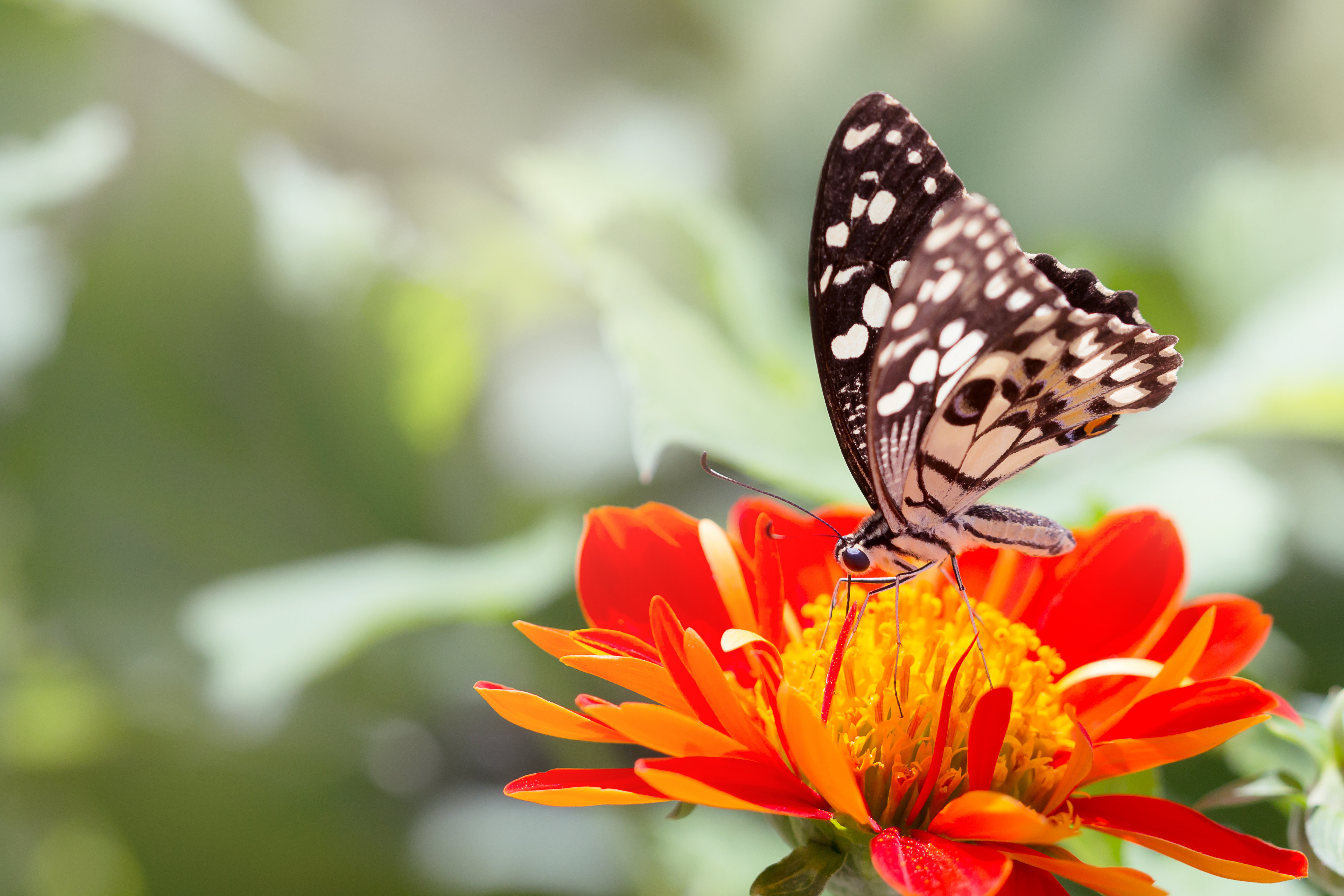 Brambly Cottage Belisma Beautiful Butterfly - Wrapped Canvas Photograph ...