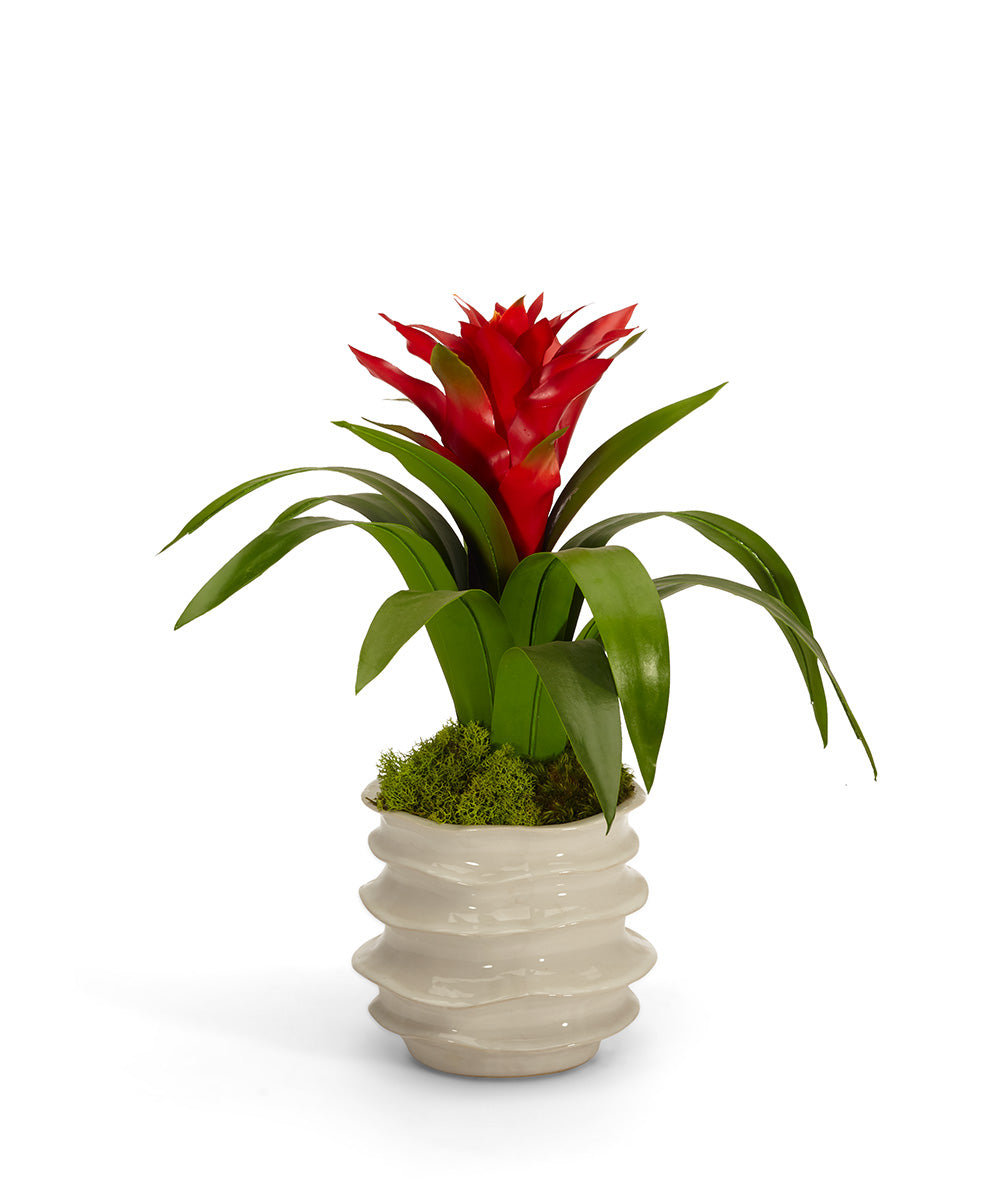 T&C Floral Company Bromeliad Floral Arrangement in Pot & Reviews | Perigold