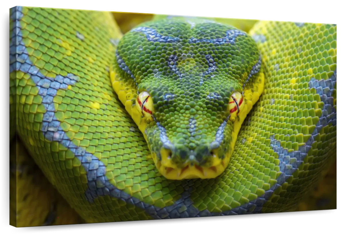 Ebern Designs Brampt Fierce Green Tree Python | Wayfair