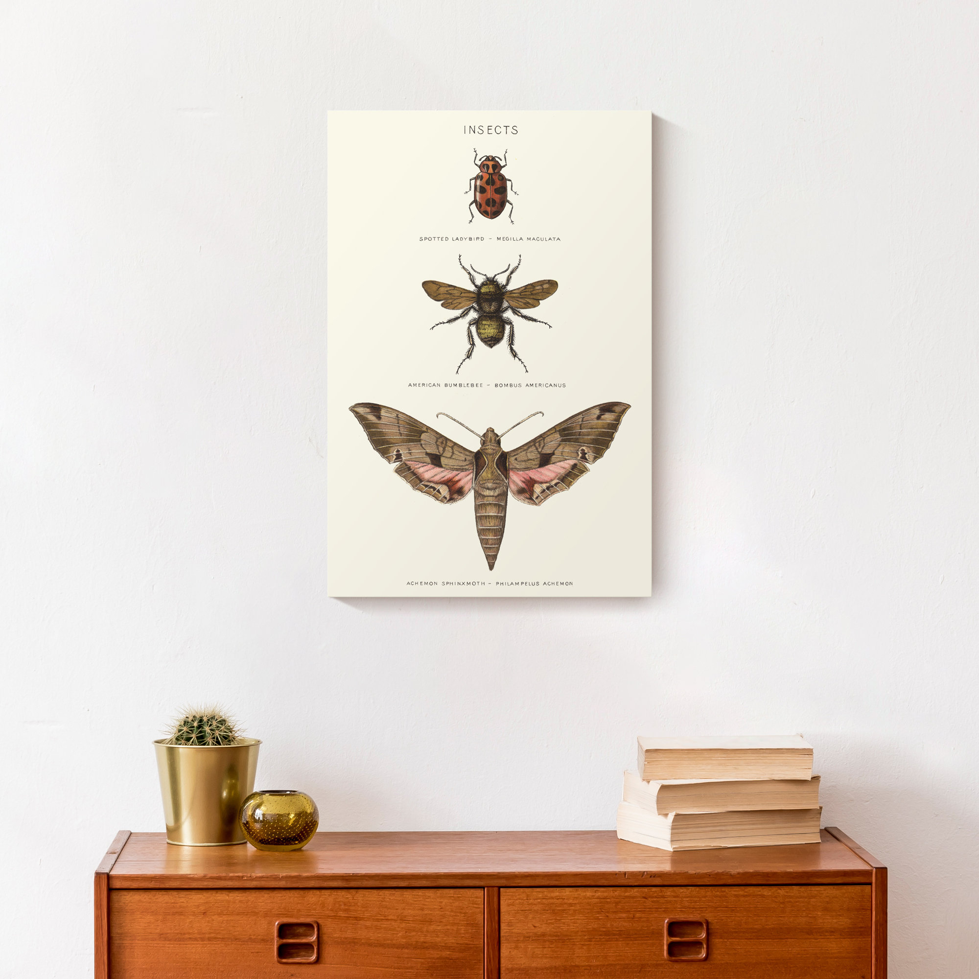 Rosalind Wheeler Vintage Bug Diagram II - Wrapped Canvas Drawing Print ...