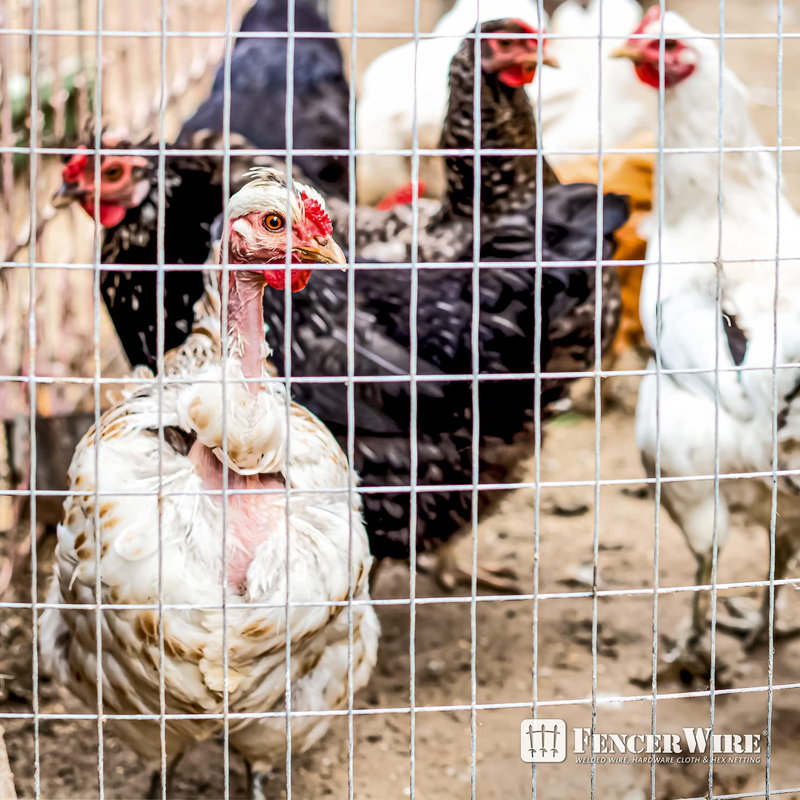 Fencer Wire 16 Gauge Galvanized Welded Wire with Mesh Size 2 inch by 4 ...