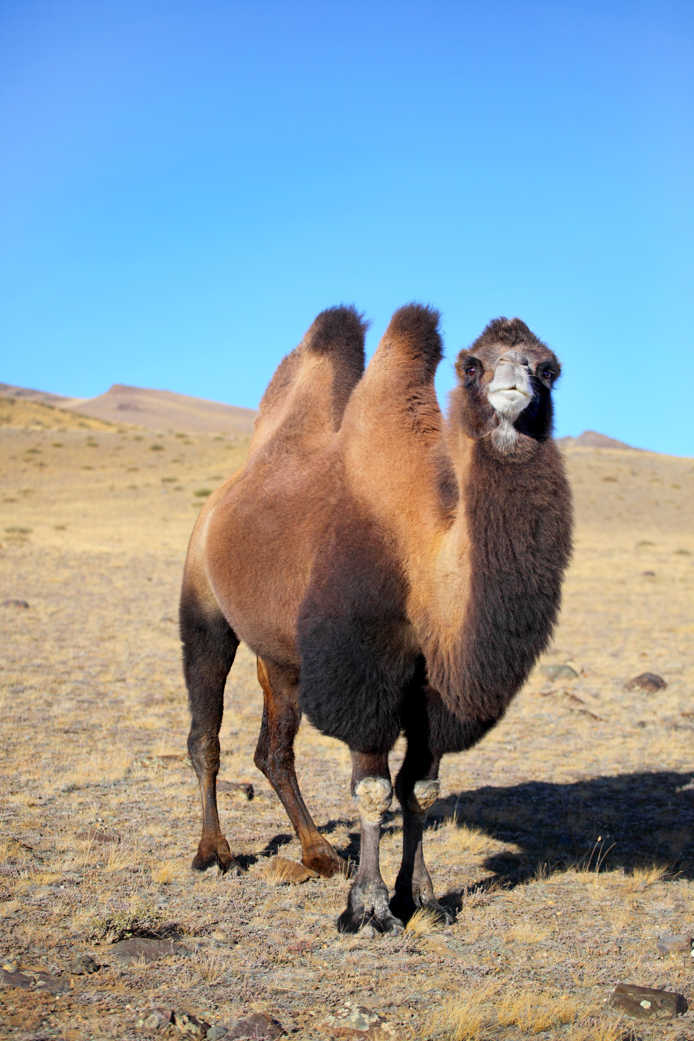 Foundry Select Altai Camel - Wayfair Canada
