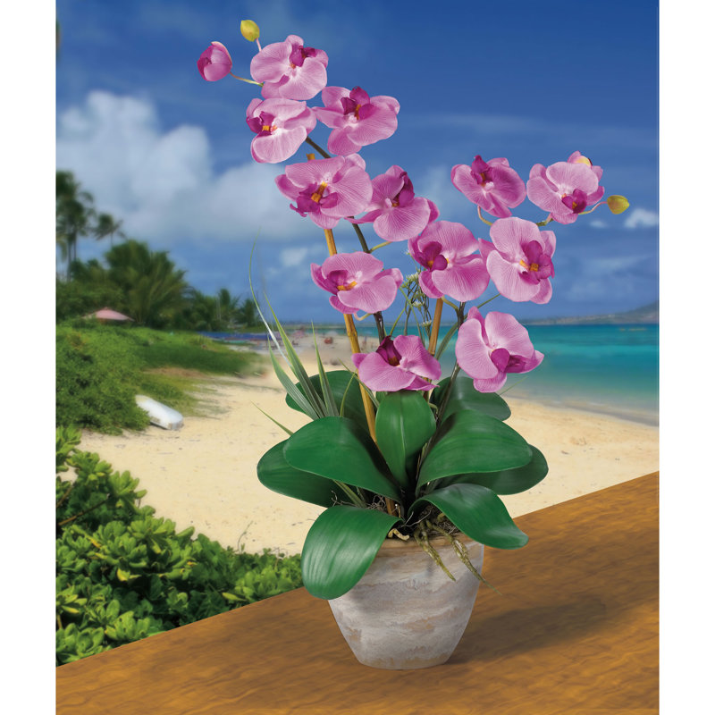 Alcott Hill® Orchid Arrangement in Pot & Reviews | Wayfair