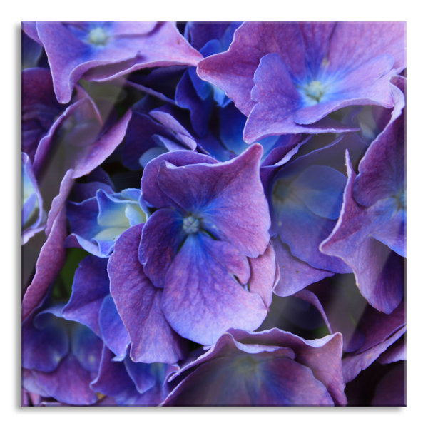 Brayden Studio Blue Hydrangea Flowers - No Frame Print on Glass ...
