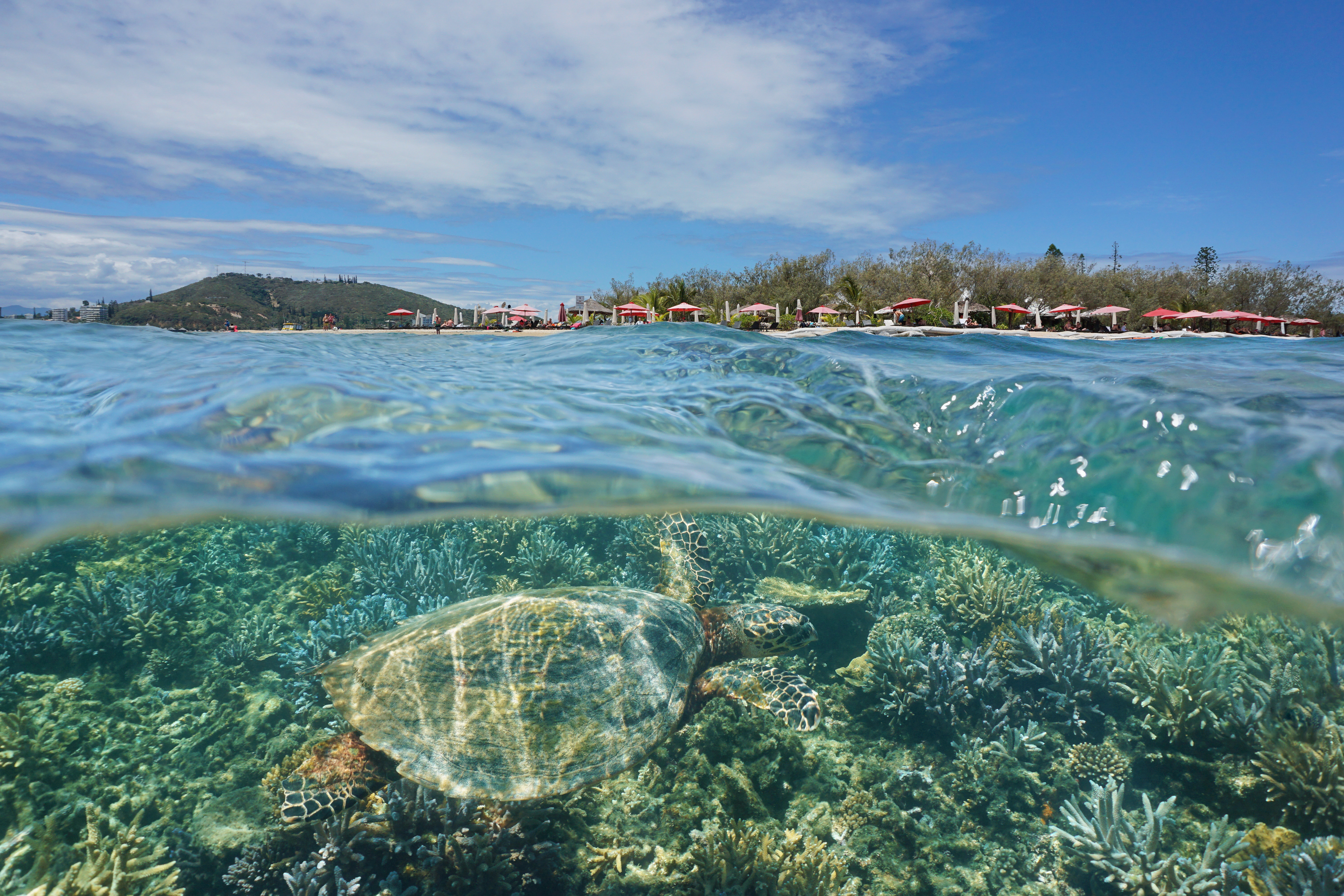 House of Hampton Sea Turtle Underwater | Wayfair.co.uk