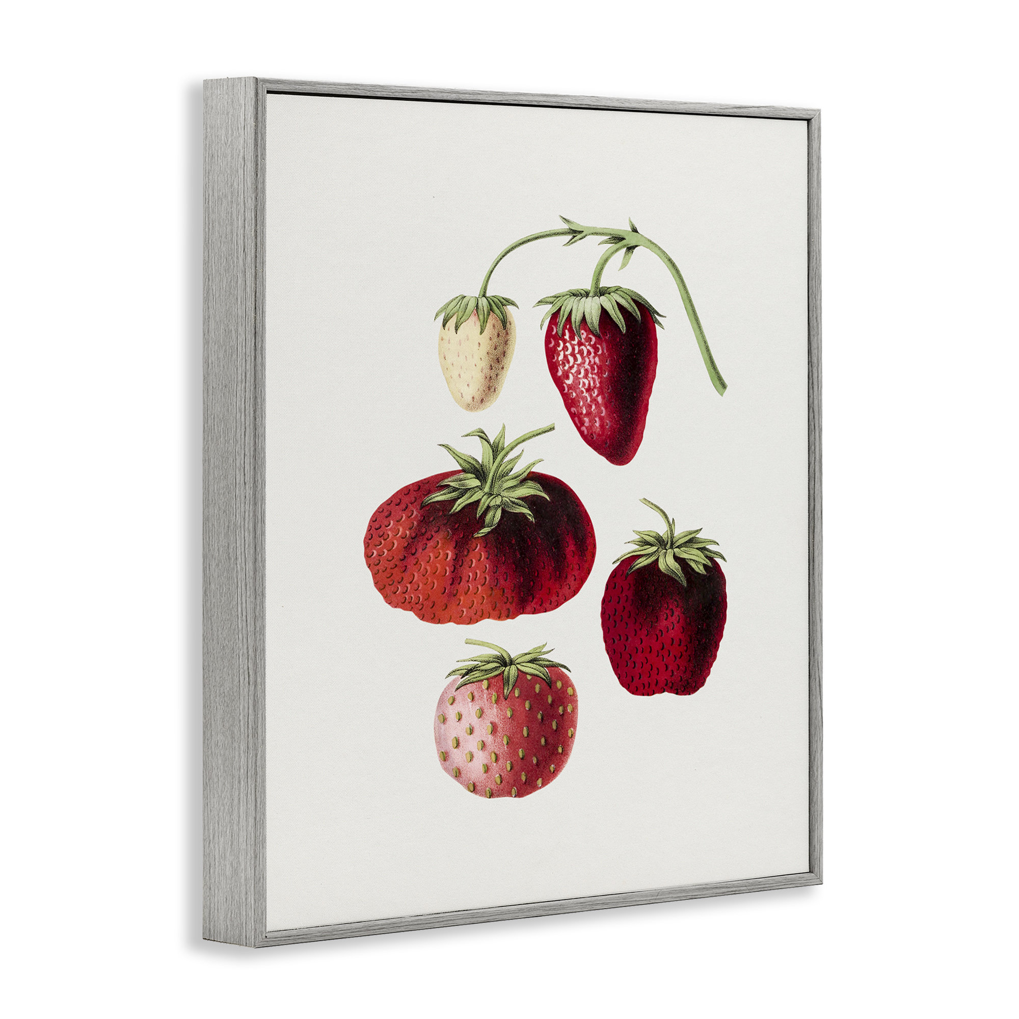 Ophelia & Co. Natural Berries Study Art by Lettered and Lined | Wayfair