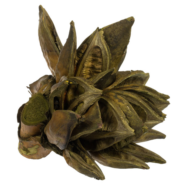 Primrue All Natural Star Pod, Extra Large, Dried 6" Star Pod, Dried ...