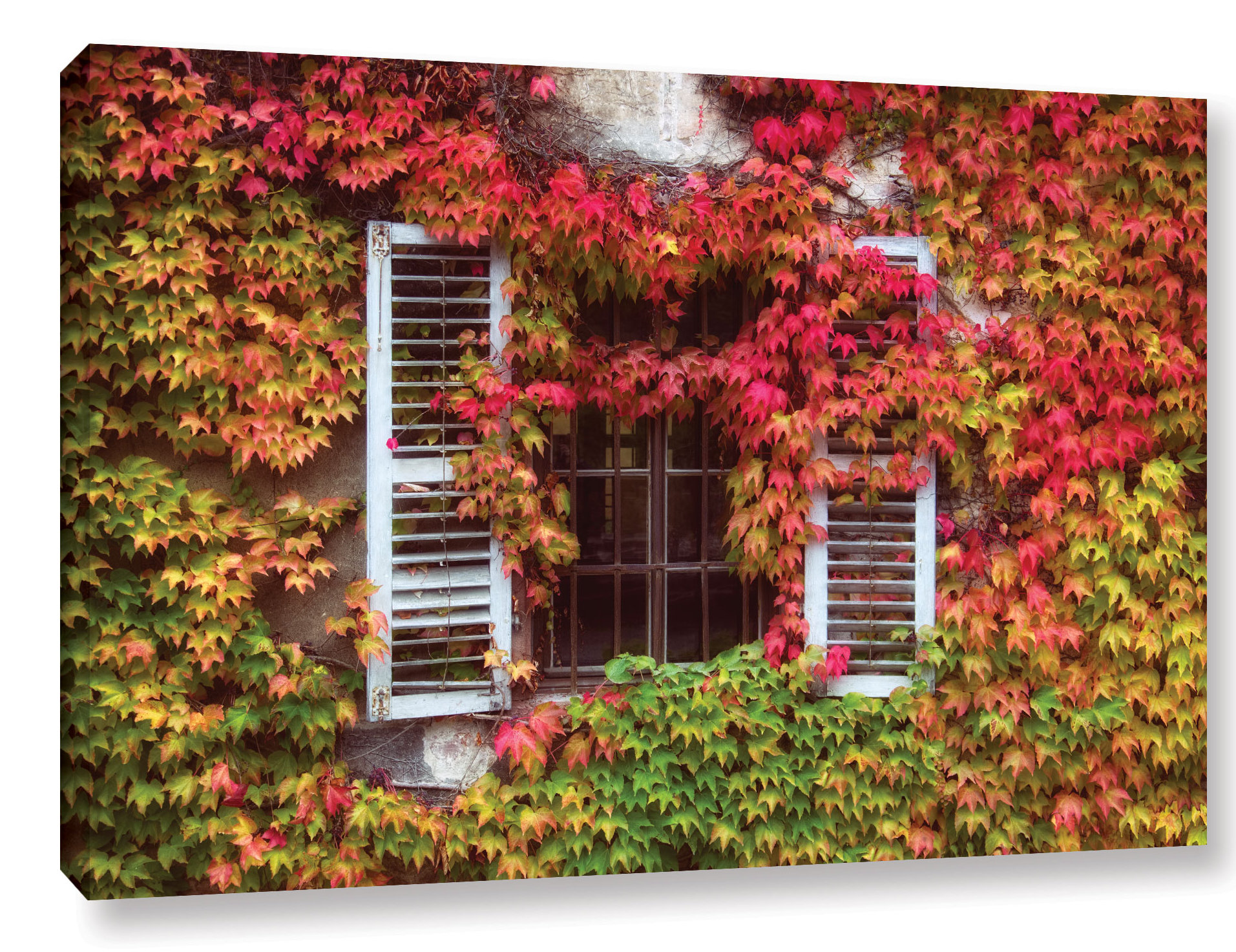 Ebern Designs Vines Window Photographic Print on Wrapped Canvas | Wayfair