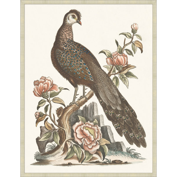 Wendover Art Group Grand Pheasant 1 - Picture Frame Painting on Paper ...