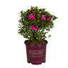 Encore Azalea 1 Gallon Autumn Jewel Encore Azalea - Pink Blooming ...
