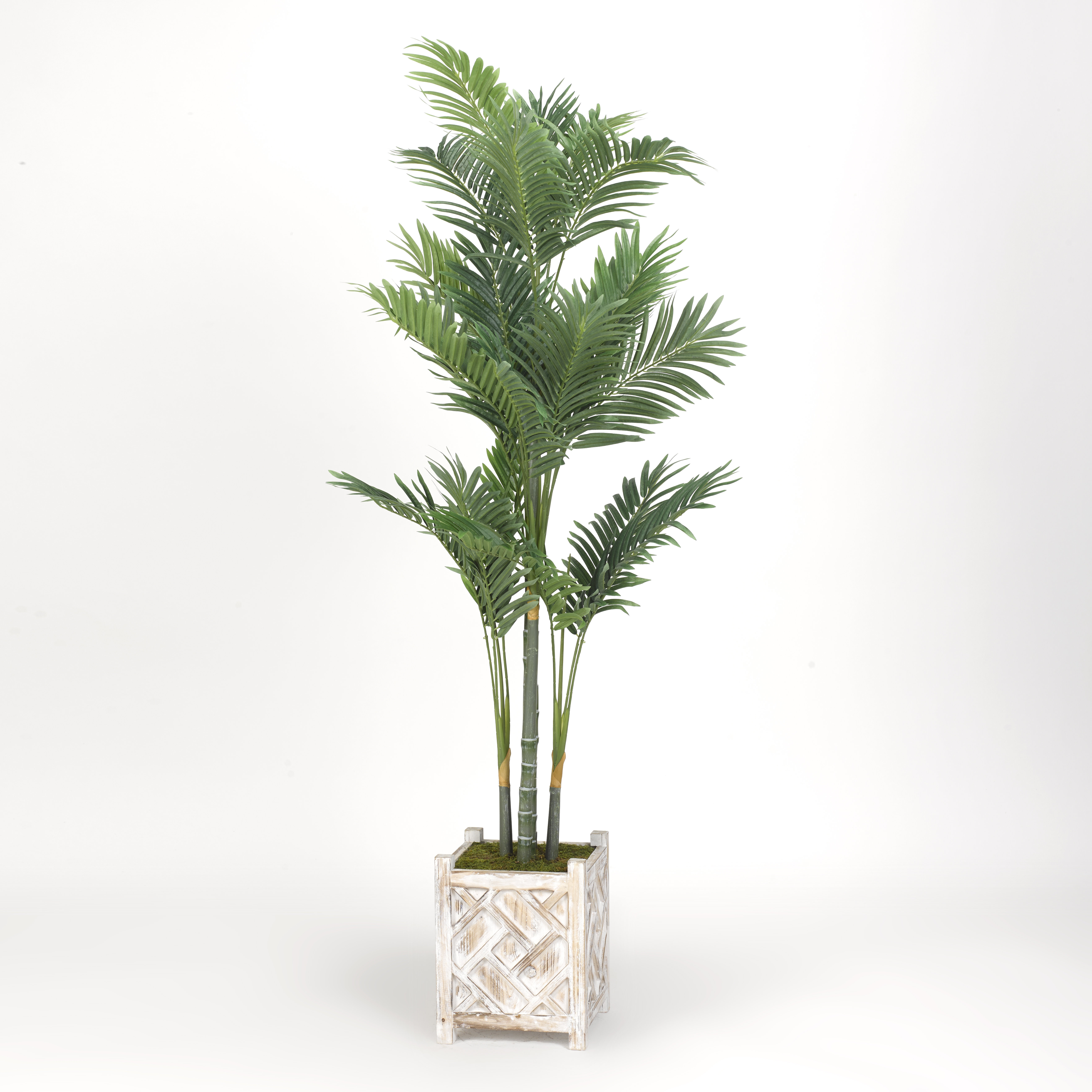 Bayou Breeze Palm Tree in Planter & Reviews | Wayfair