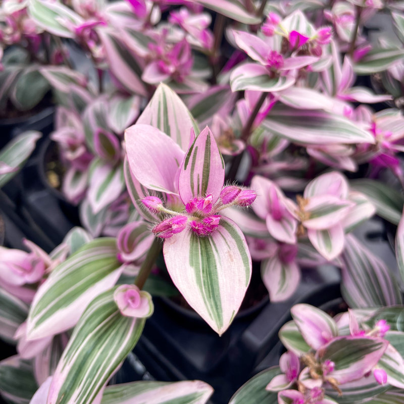 Thorsen's Greenhouse Live Tradescantia Nanouk Plant & Reviews | Wayfair
