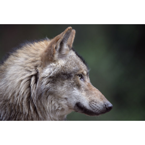 Alpen Home Wolf Portrait by Ehlers - Wrapped Canvas Print | Wayfair.co.uk