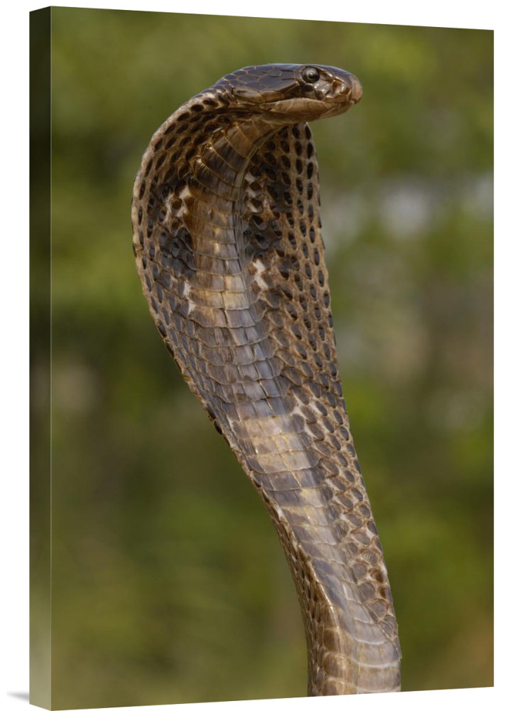 East Urban Home Spectacled Cobra with Hood Flared - Photograph Print on ...
