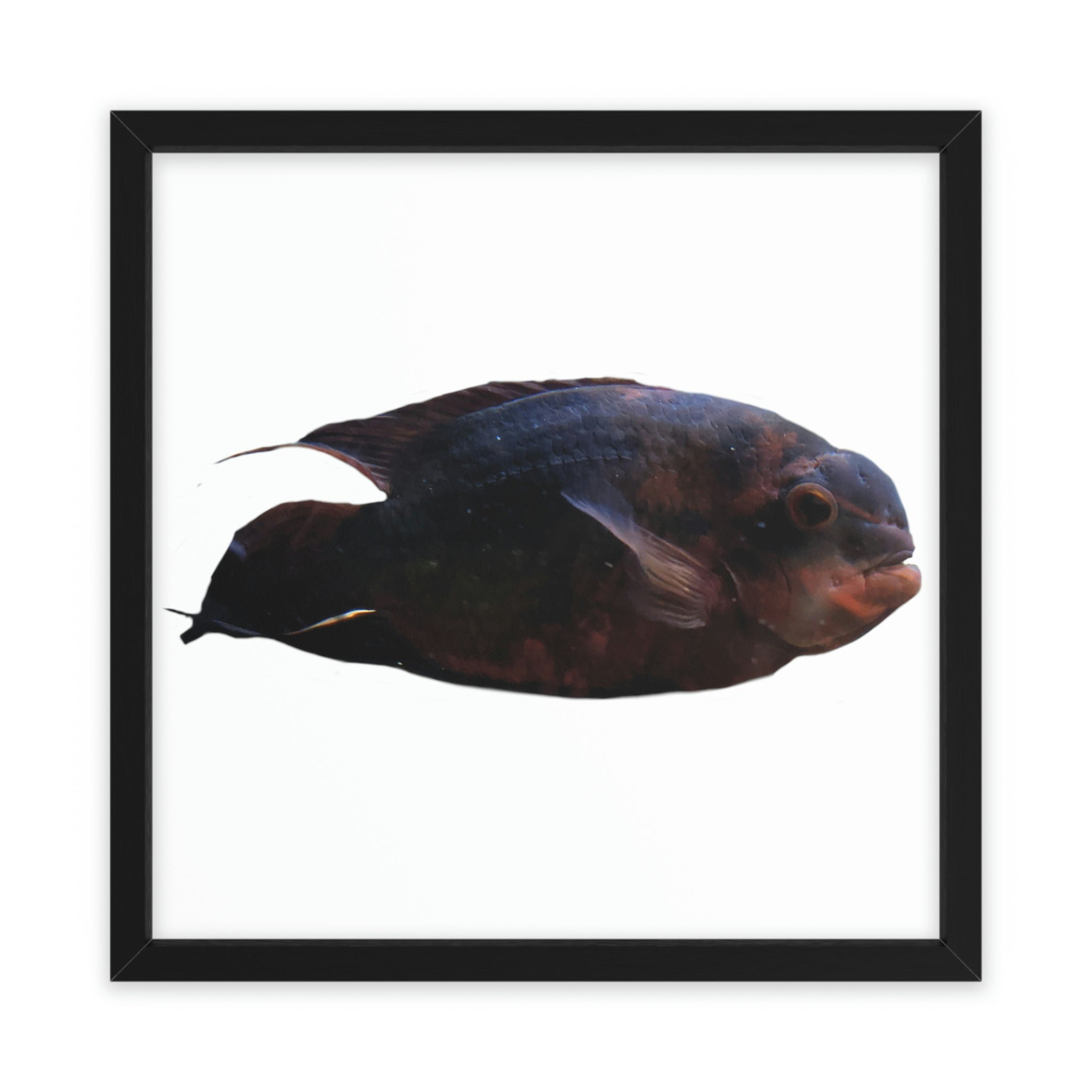 Dovecove Fish - Picture Frame Illustration | Wayfair